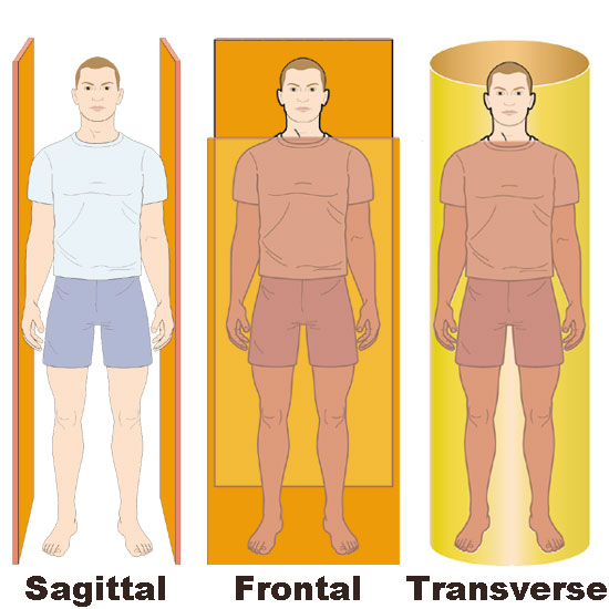Sagittal, Frontal, and Transverse: Your Workout Has Three Dimensions ...